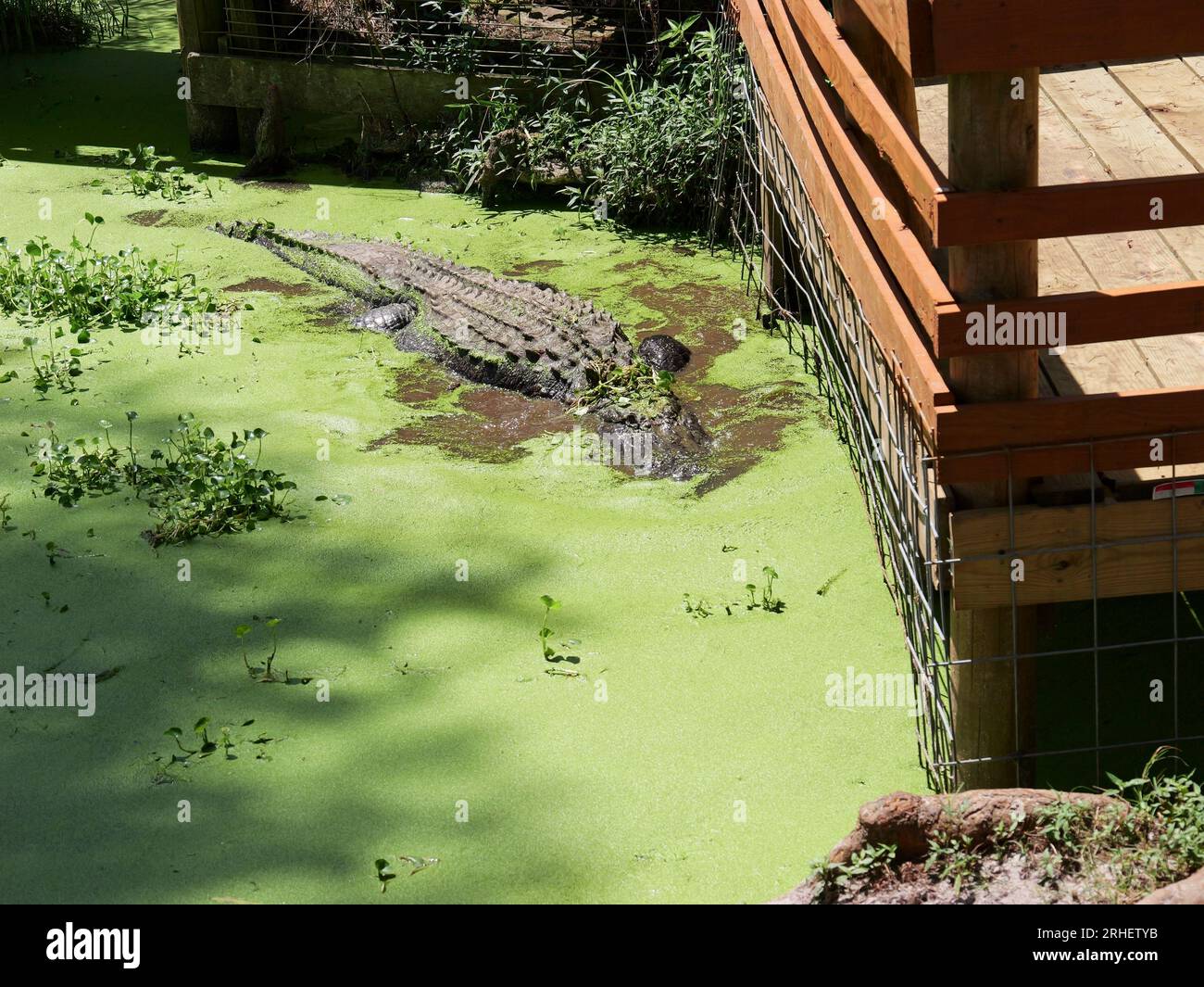 American Alligator in Southern Swampy Bayou Habitat Stock Photo - Alamy