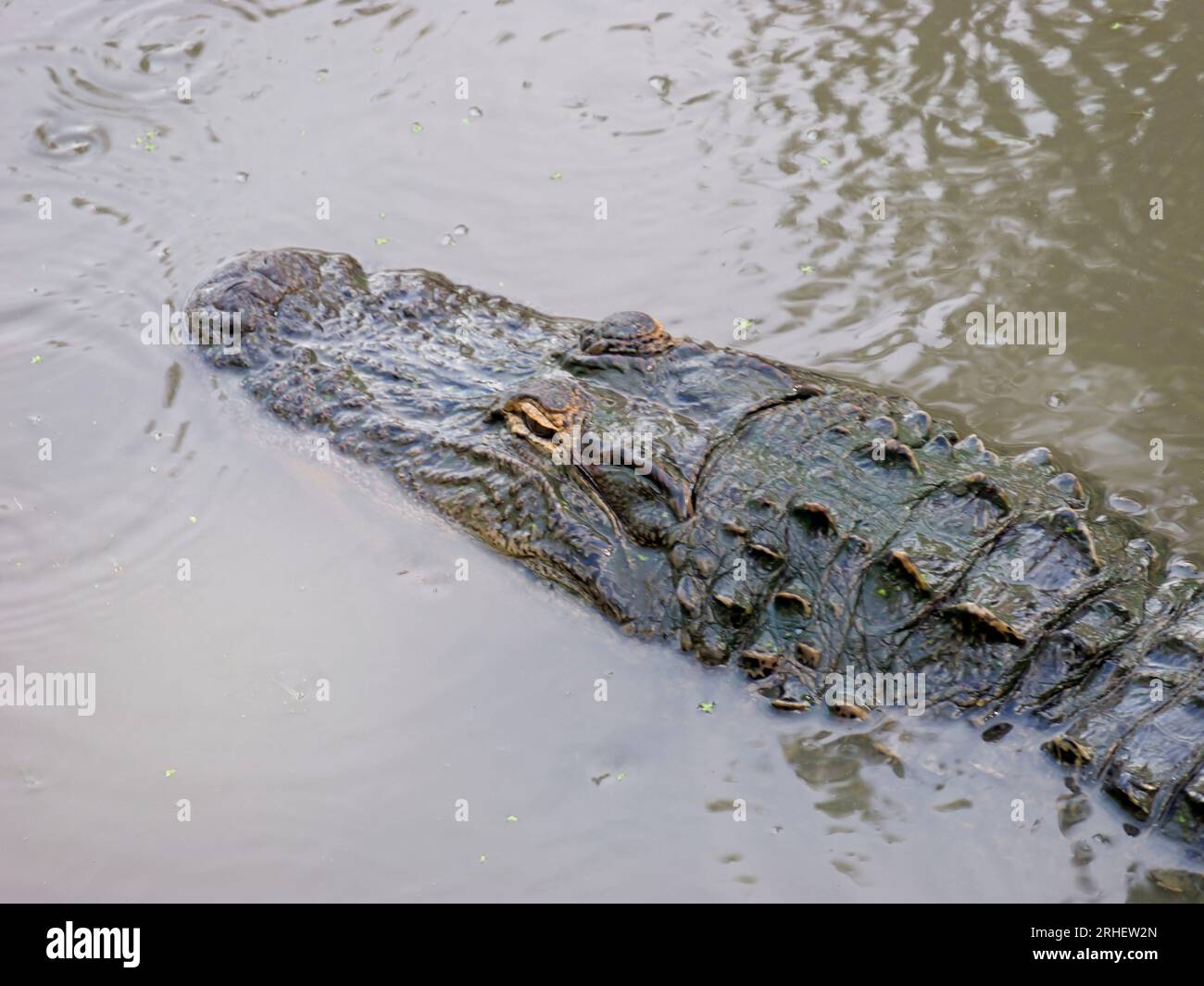 American Alligator in Southern Swampy Bayou Habitat Stock Photo - Alamy