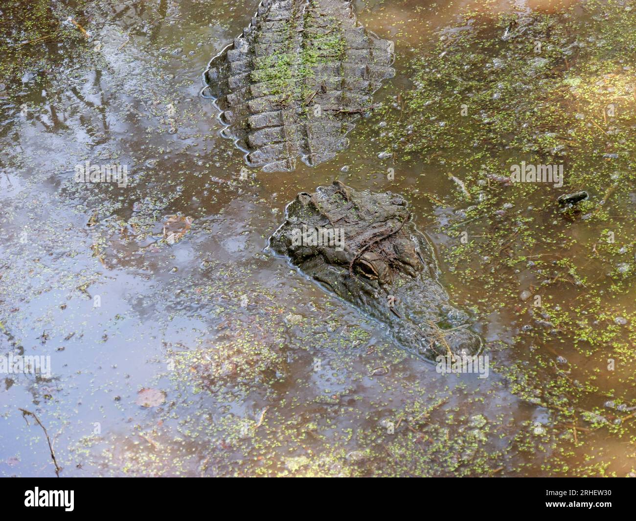 American Alligator in Southern Swampy Bayou Habitat Stock Photo - Alamy