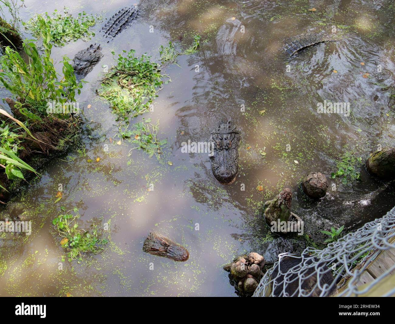 American Alligator in Southern Swampy Bayou Habitat Stock Photo - Alamy