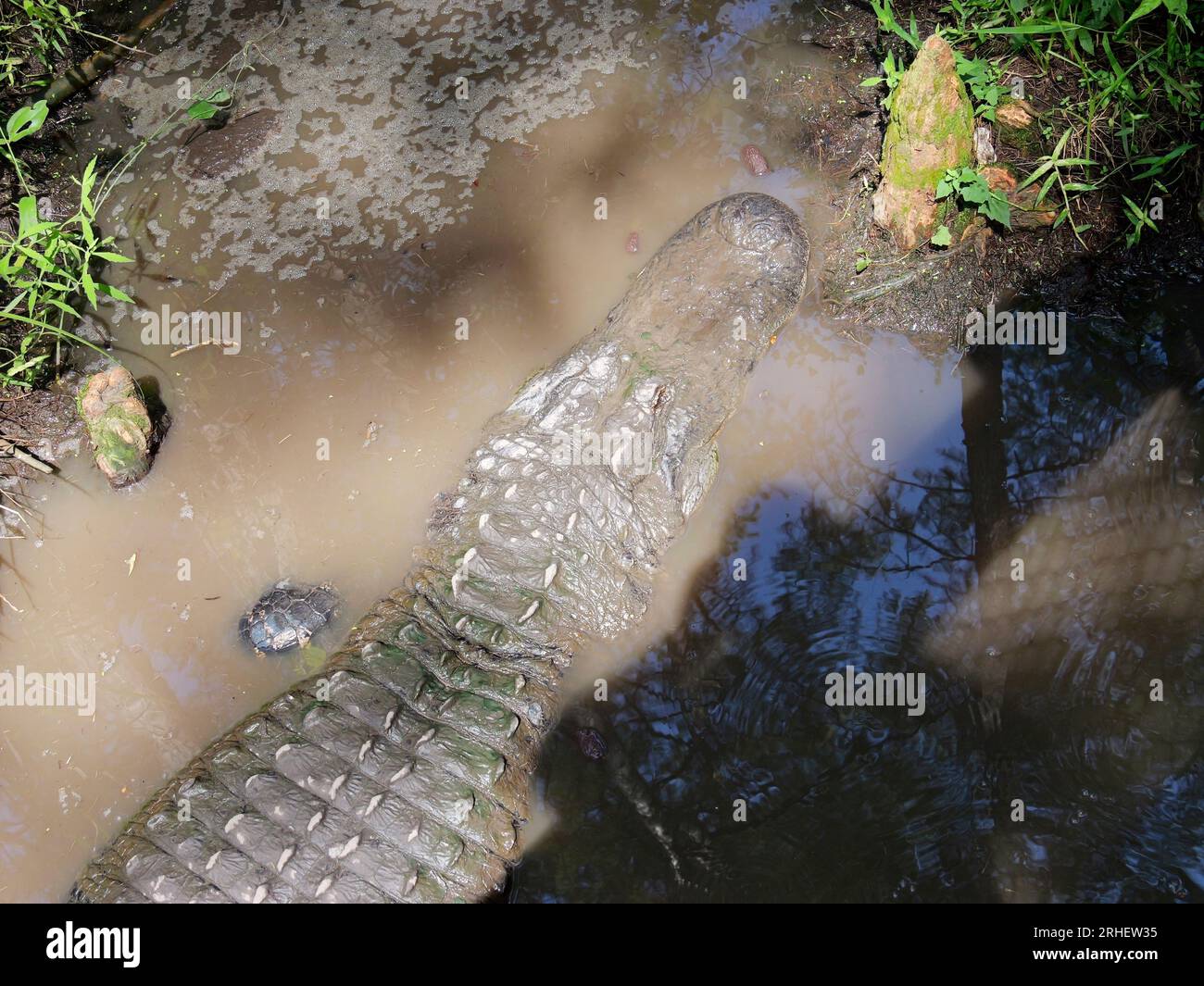 American Alligator in Southern Swampy Bayou Habitat Stock Photo - Alamy
