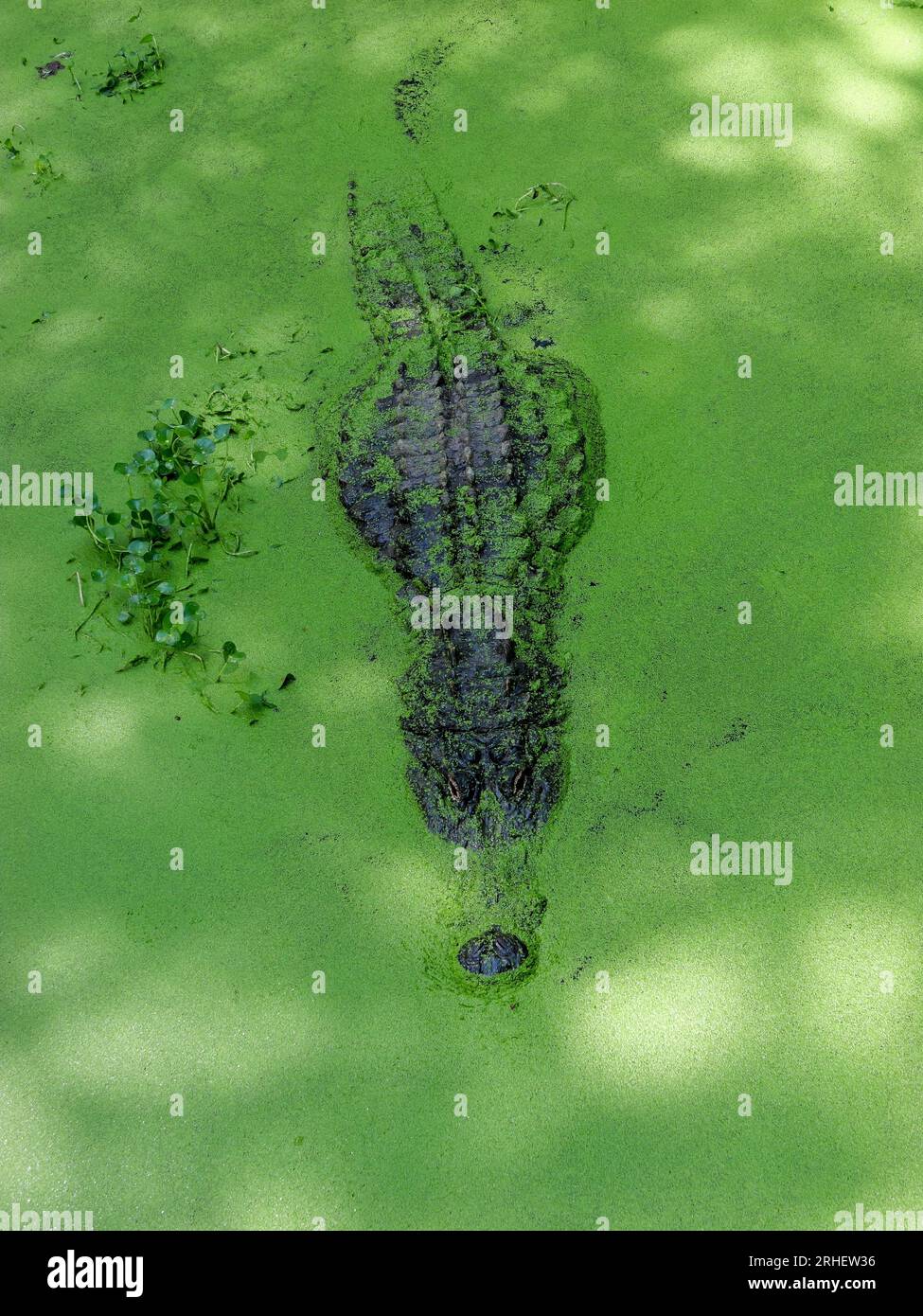 Alligator in alabama hi-res stock photography and images - Alamy