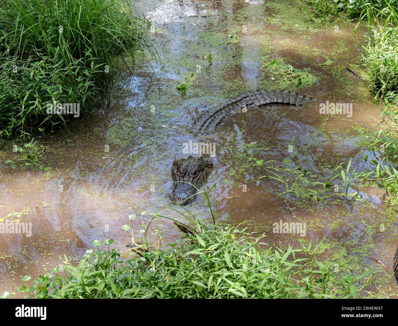 American Alligator in Southern Swampy Bayou Habitat Stock Photo - Alamy