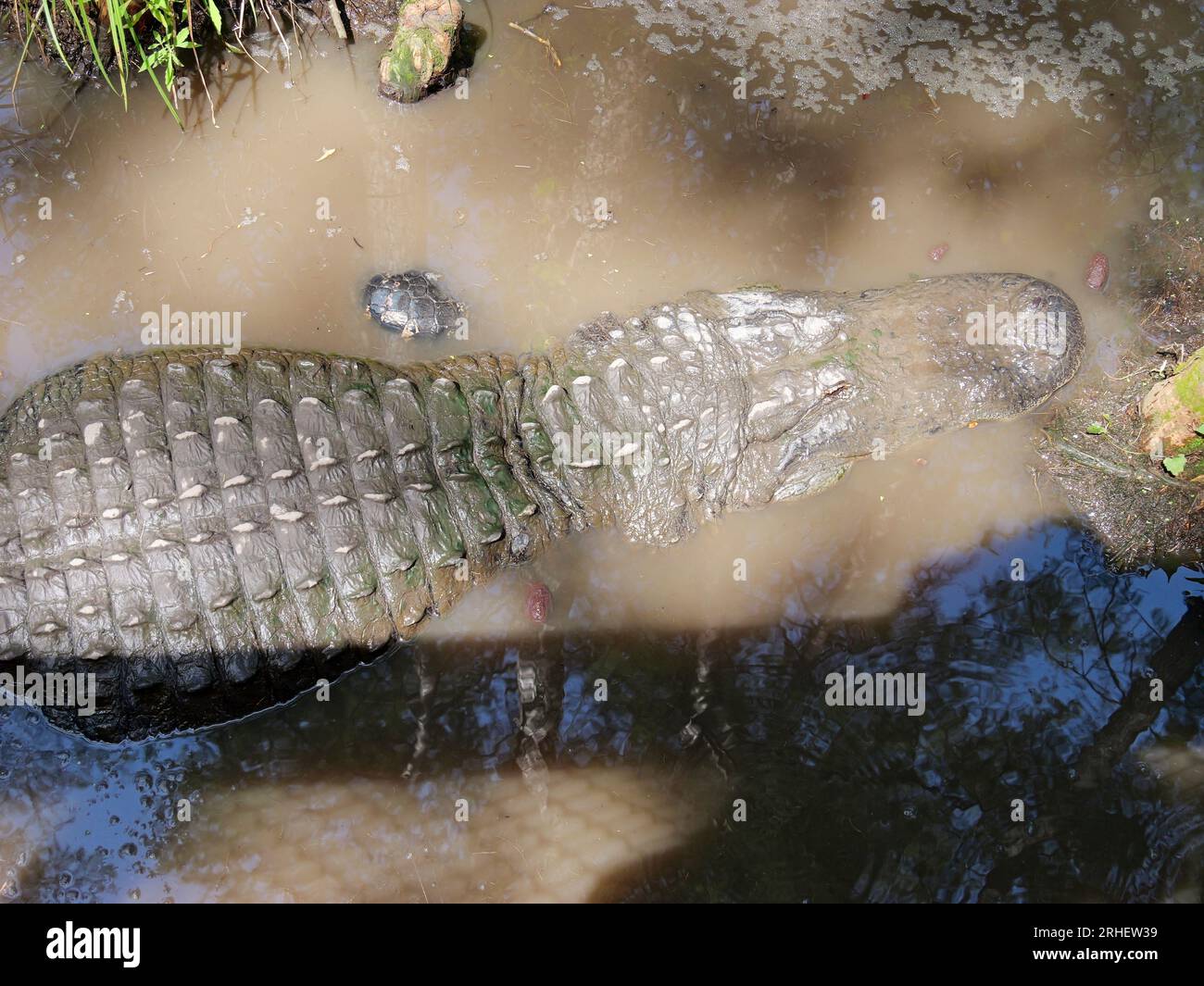 Gator pool hi-res stock photography and images - Alamy