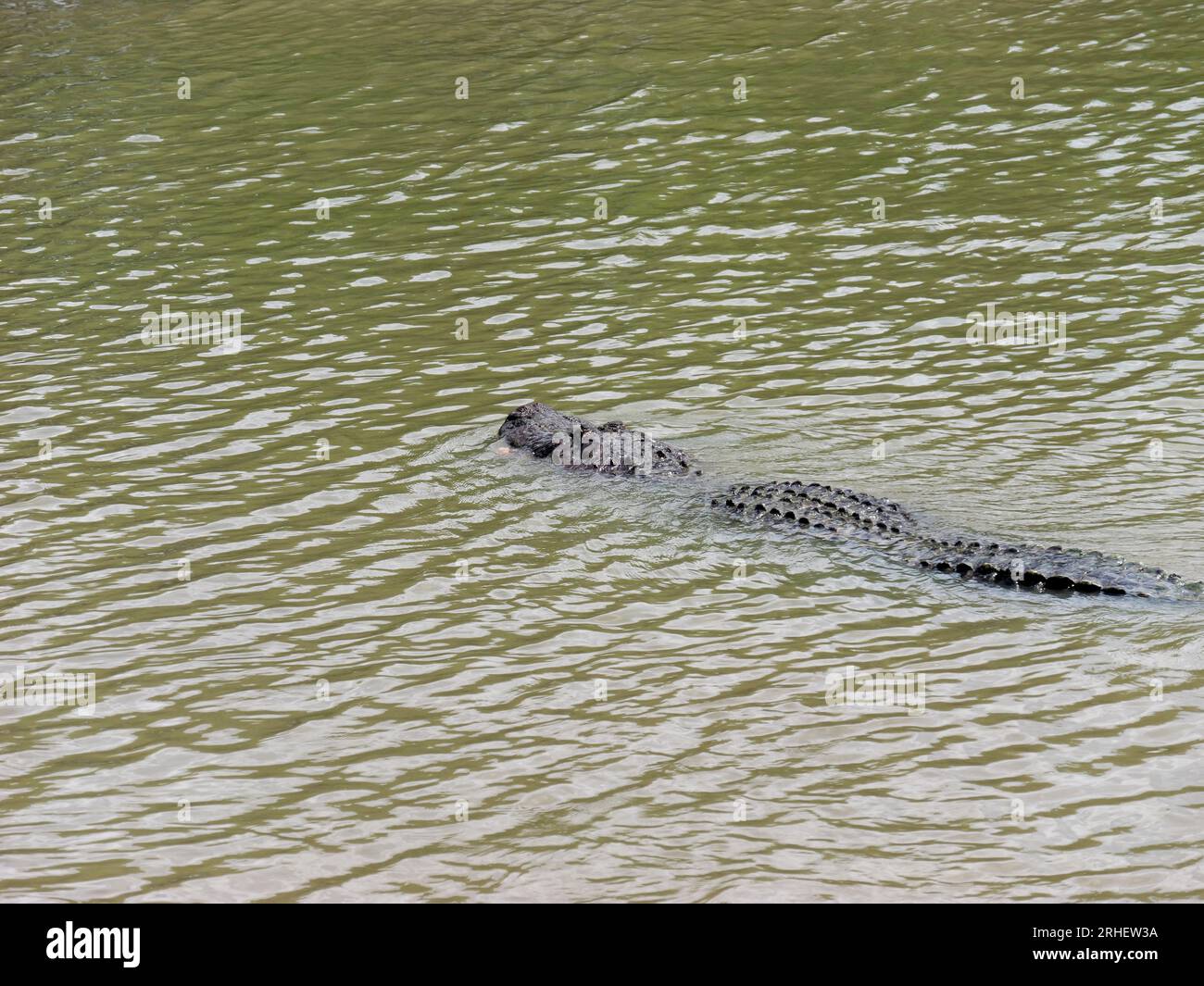 American Alligator in Southern Swampy Bayou Habitat Stock Photo - Alamy