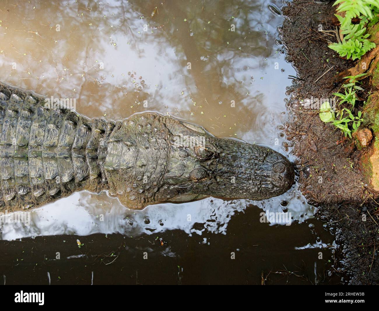 American Alligator in Southern Swampy Bayou Habitat Stock Photo - Alamy