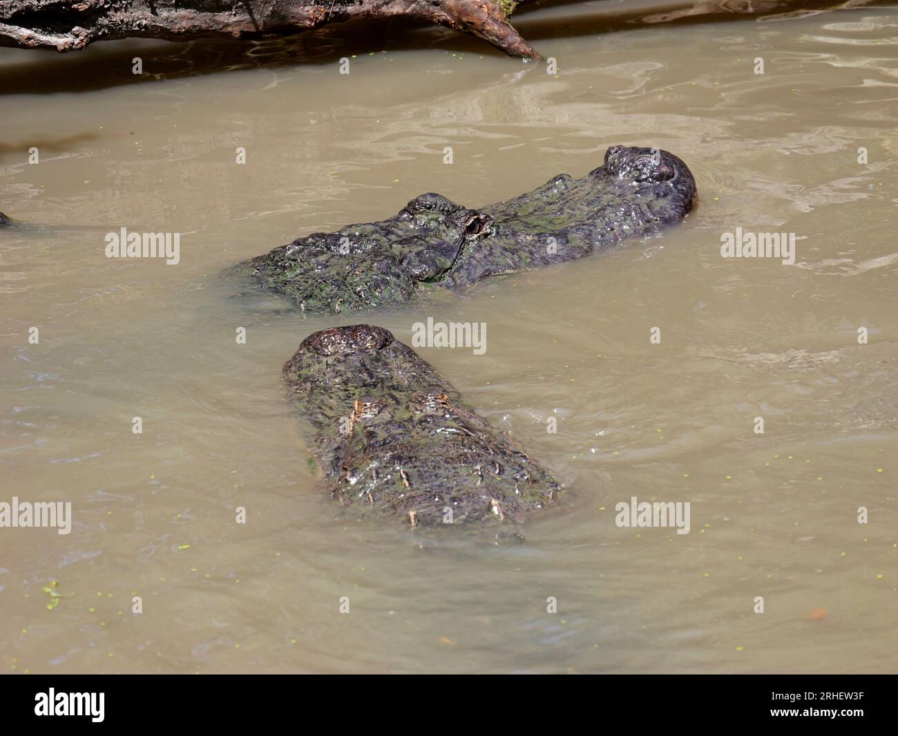 American Alligator in Southern Swampy Bayou Habitat Stock Photo - Alamy