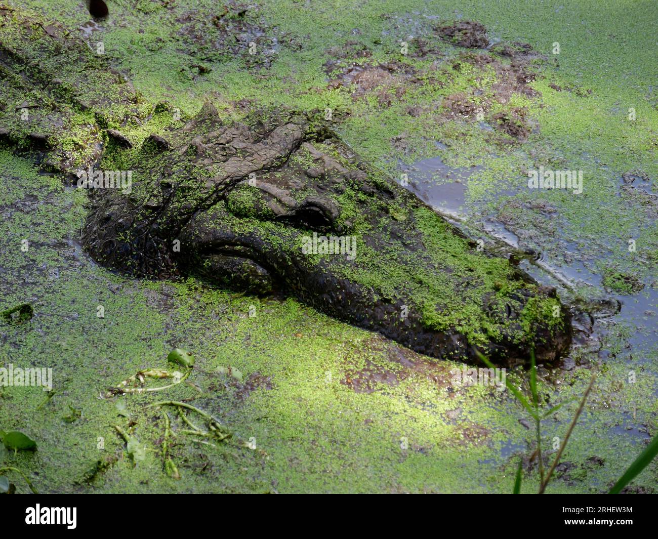American Alligator in Southern Swampy Bayou Habitat Stock Photo - Alamy