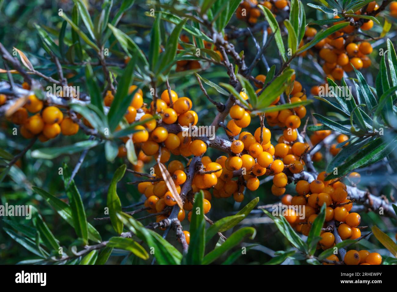 Sea-buckthorn on the tree in France Stock Photo - Alamy