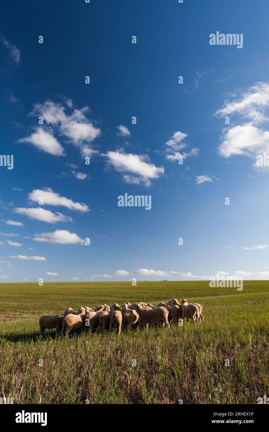 Merino sheep commercial farming in the Western Cape, South Africa Stock ...