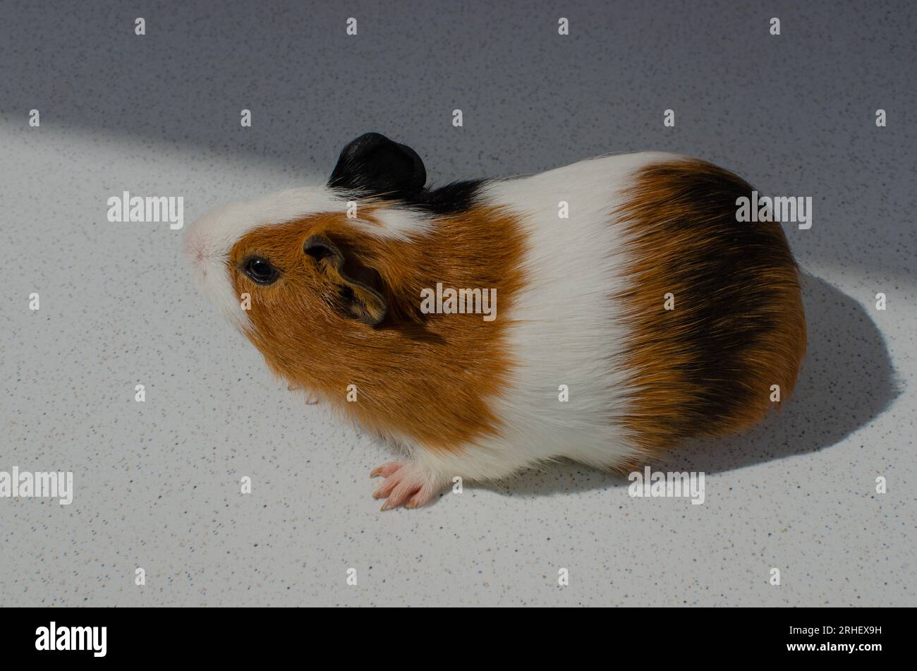 Happy pet concept! A radiant guinea pig, representing love and dedication to rodents as pets ...
