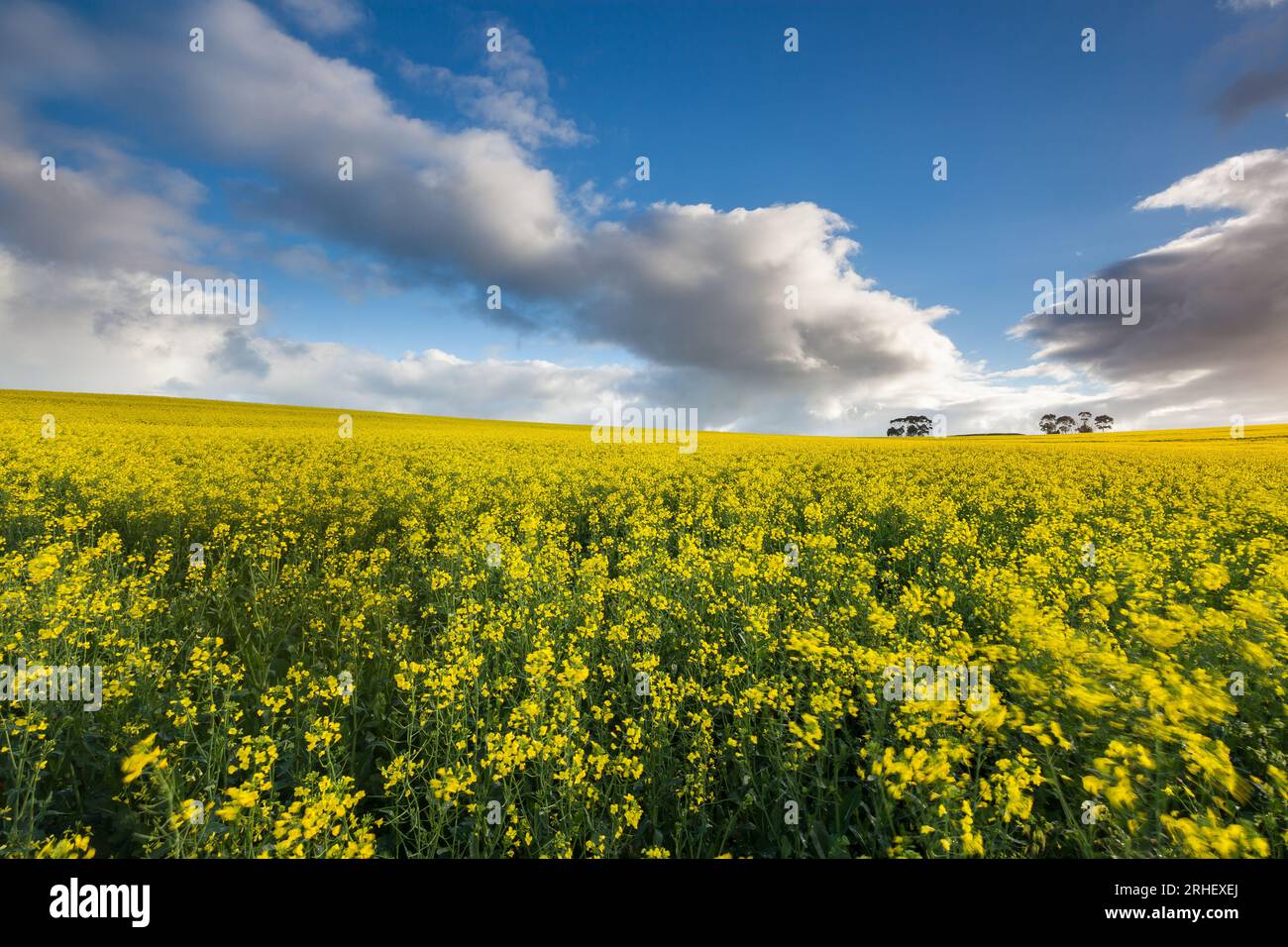 Yellow canola field for commercial farming agriculture in Overberg ...