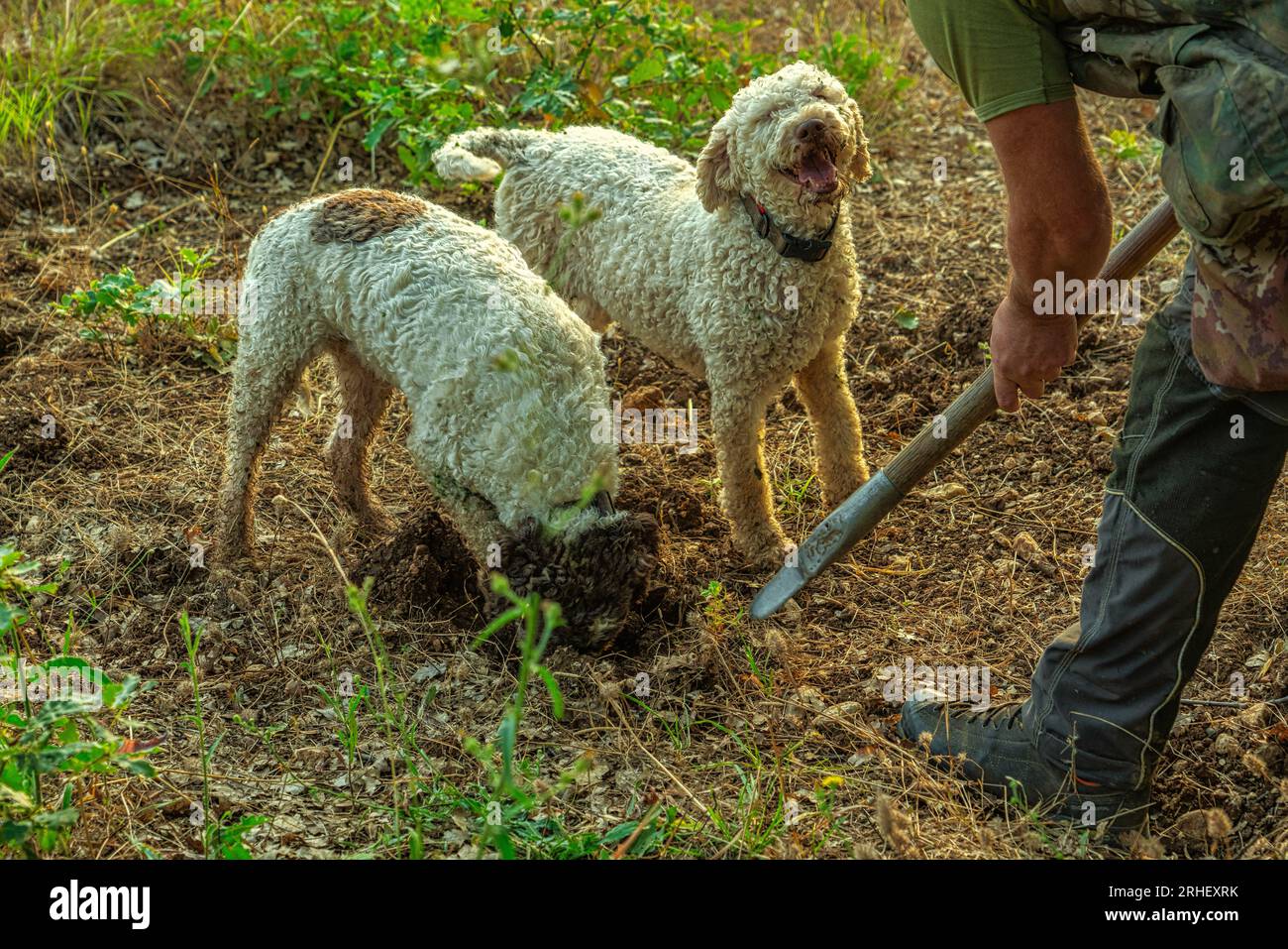 Truffle dog hi-res stock photography and images - Alamy