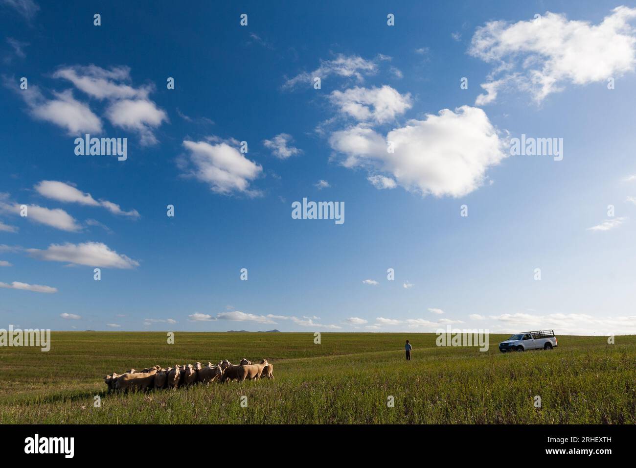 Merino sheep commercial farming in the Western Cape, South Africa Stock ...
