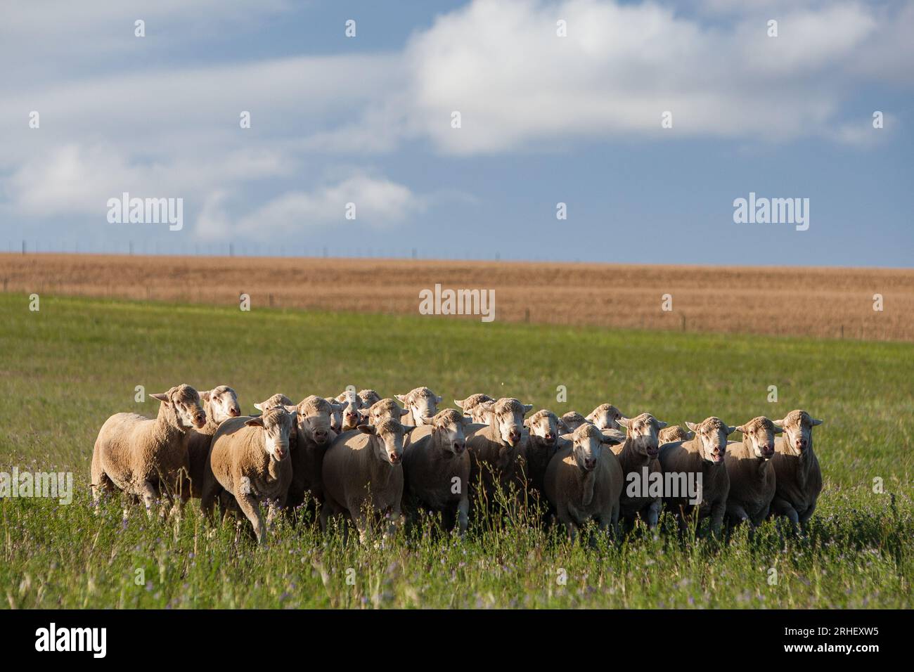 Sheep ranching hi-res stock photography and images - Alamy