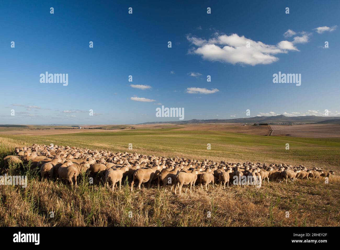 Merino sheep commercial farming in the Western Cape, South Africa Stock ...