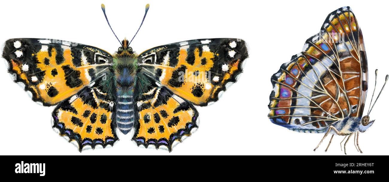 Map butterfly. Watercolor illustration, brown color Stock Photo - Alamy