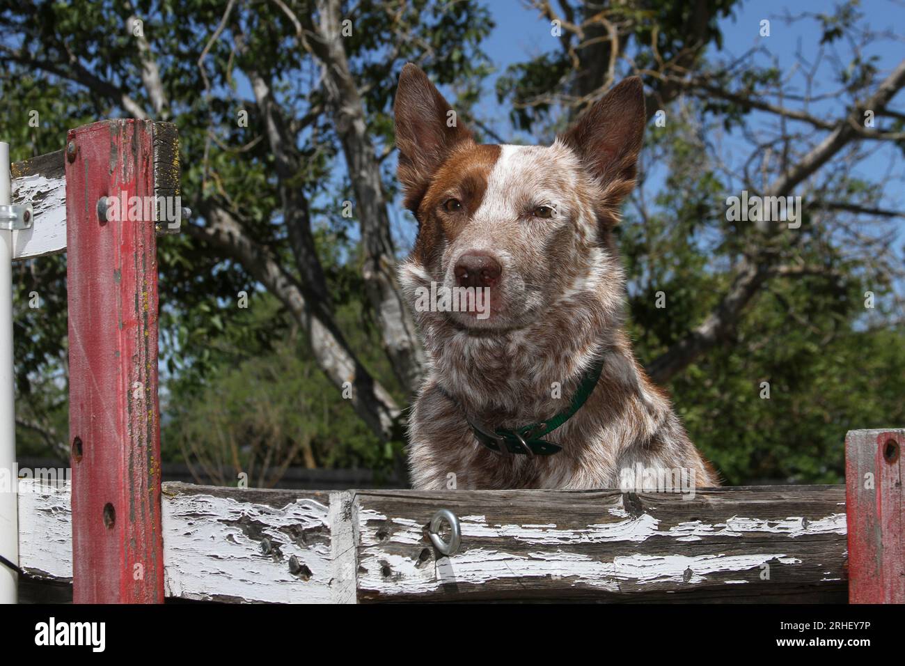 Dingo portrait profile hi-res stock photography and images - Alamy