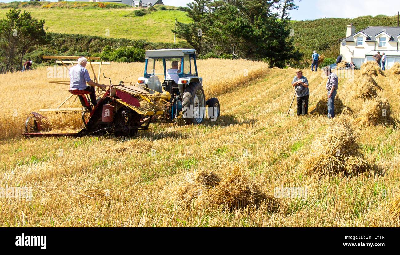 Harvesting Crop Of Oats using traditional methods Stock Photo - Alamy