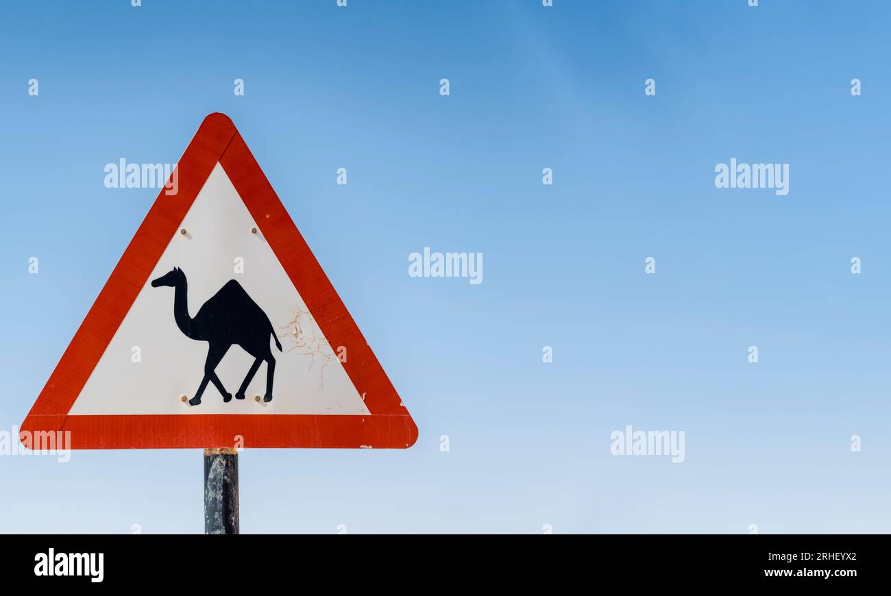 Caution sign for crossing Camels on a rural desert road in the Middle ...