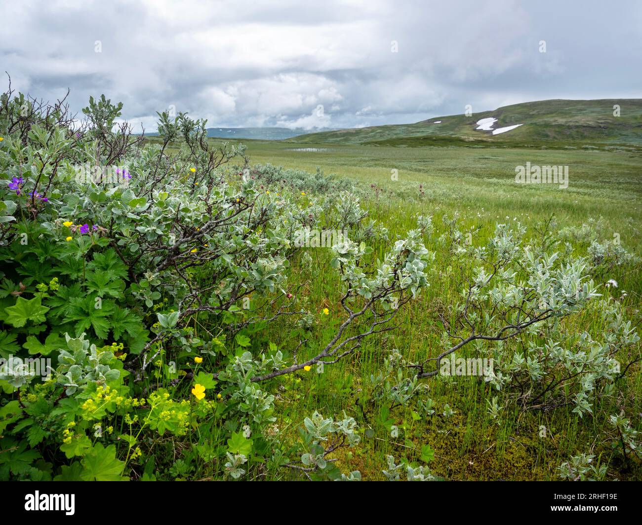 flowers in hallingskarvet national park of norway Stock Photo - Alamy