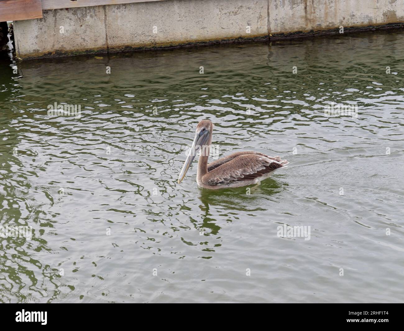 Orange Beach, Alabama - August 8, 2023: Evening Sunset Dolphin Cruise ...