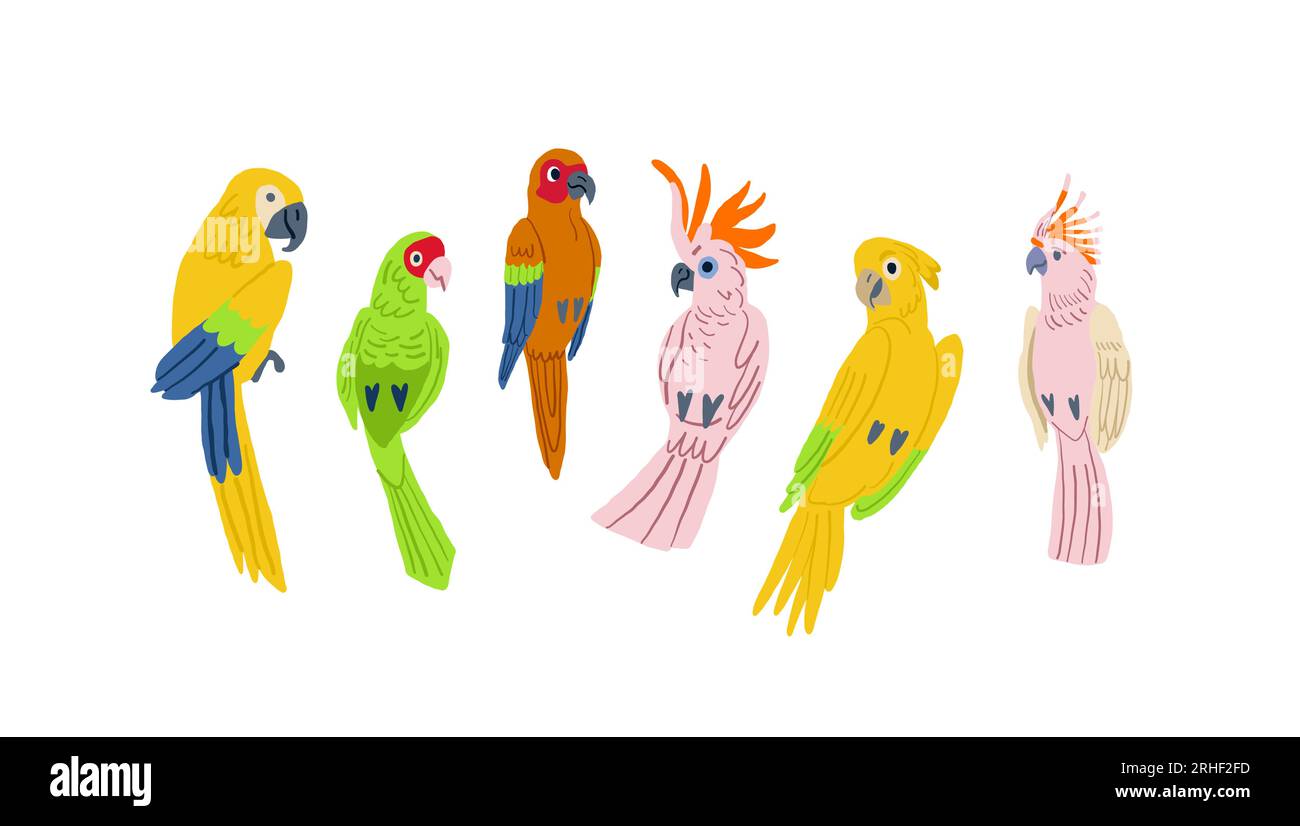 Flat design vector birds icon set. Popular birding species collection ...