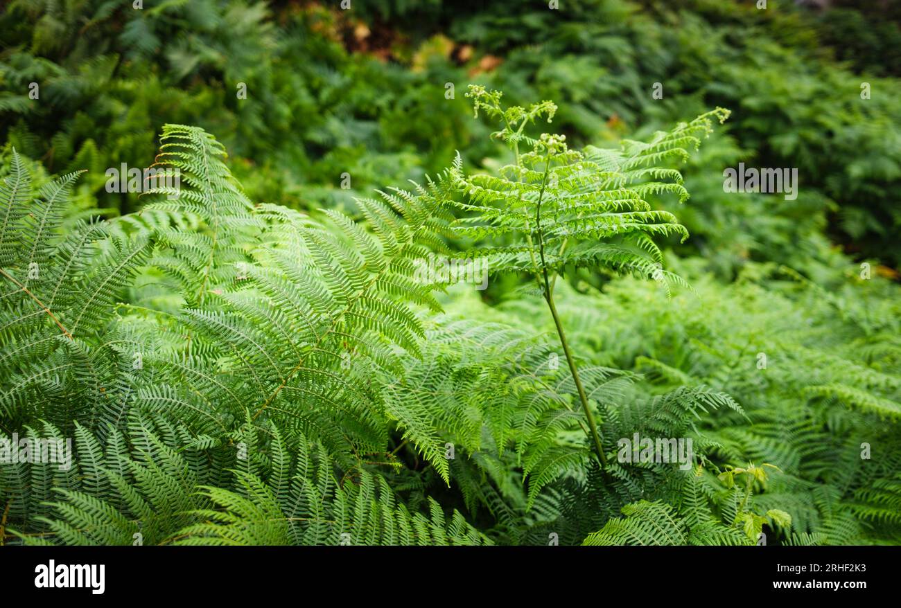 Macro photograph of the leaves of a fern in spring with very shallow ...