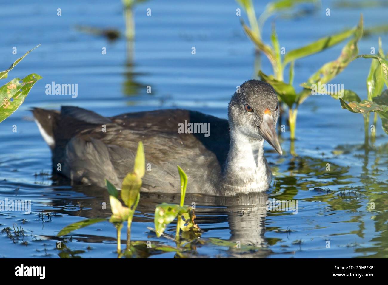 A juvenile American coot swims in the water looking for food in the ...