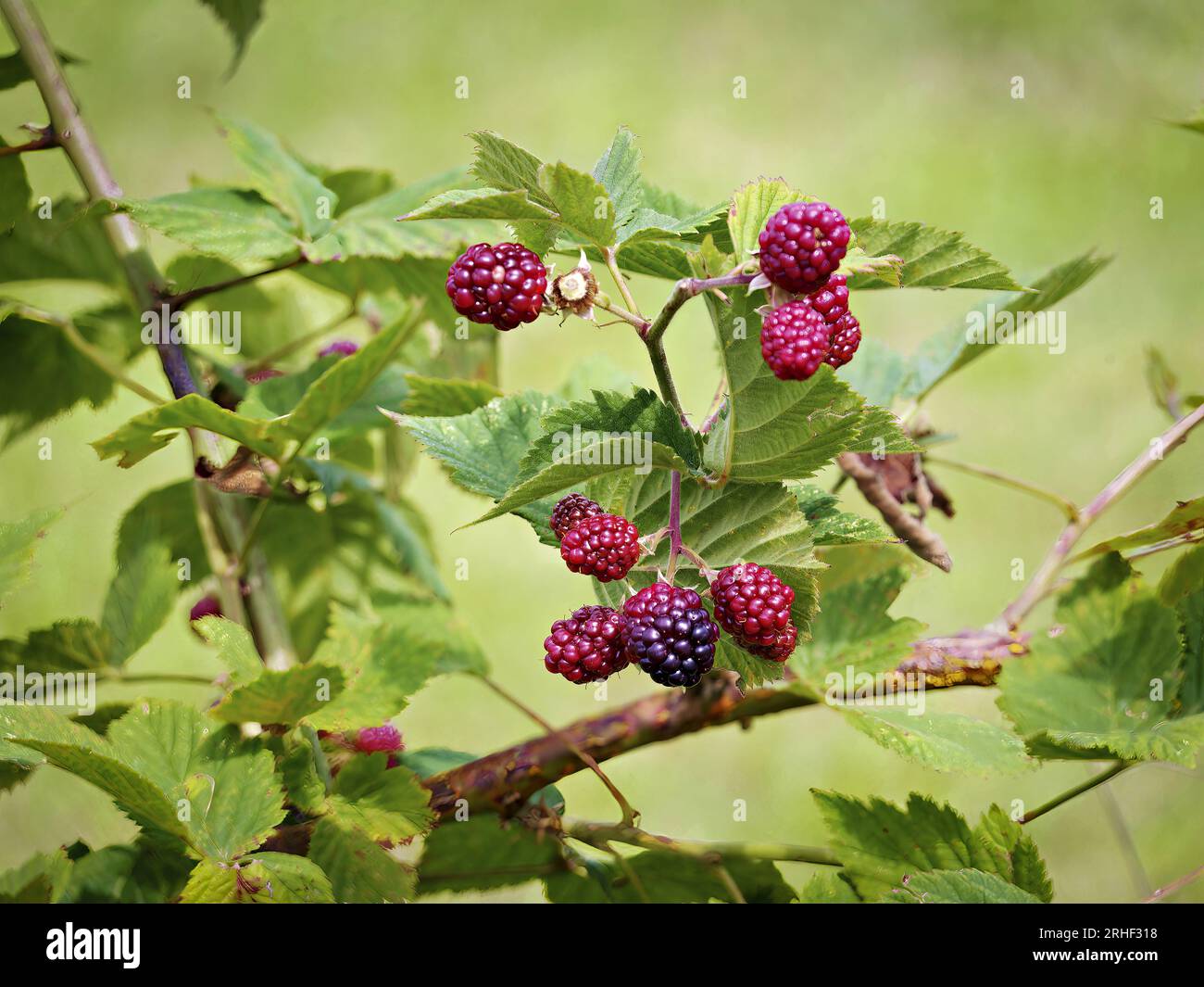 Ripe and unripe blackberries on branch. Growing of blackberry in garden ...