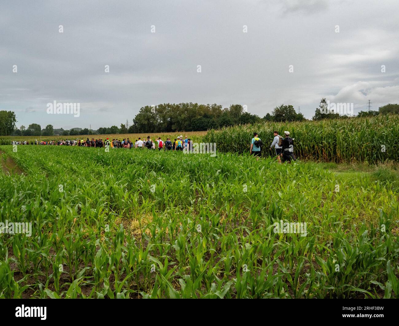 A group of participants is seen walking between corn fields. The Dodentocht ("Death March") is a ...