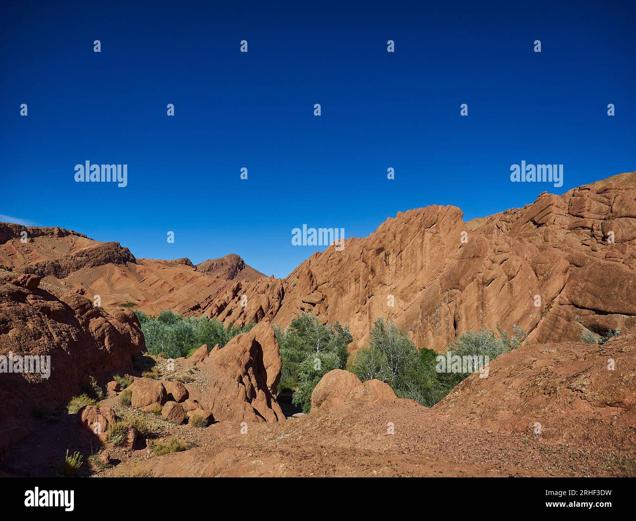 Oasis with lush and green vegetation in the dry and arid deserted ...