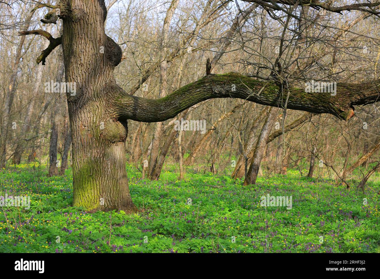 Tree in spring forest hi-res stock photography and images - Alamy