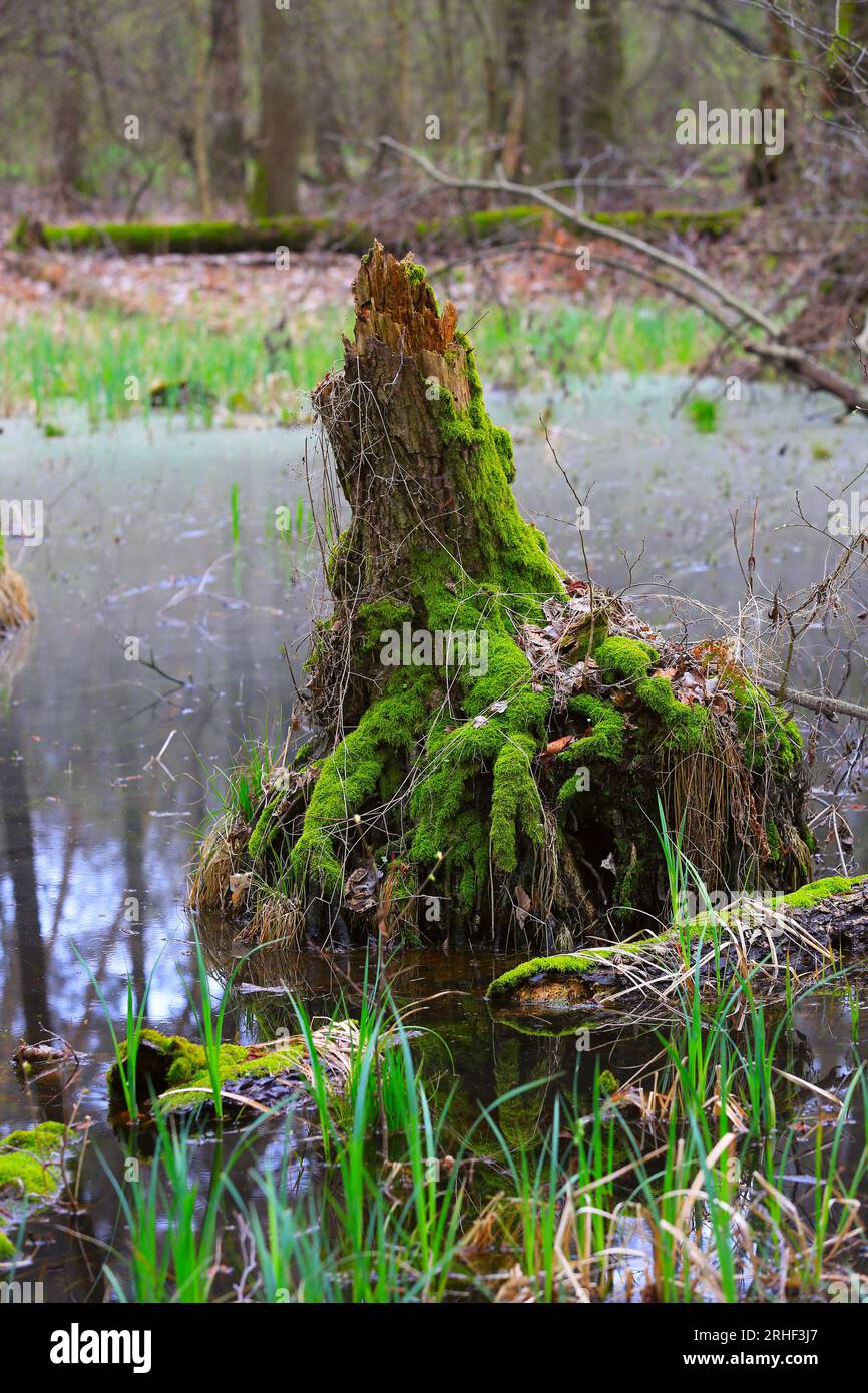 Wet wooden stump hi-res stock photography and images - Alamy