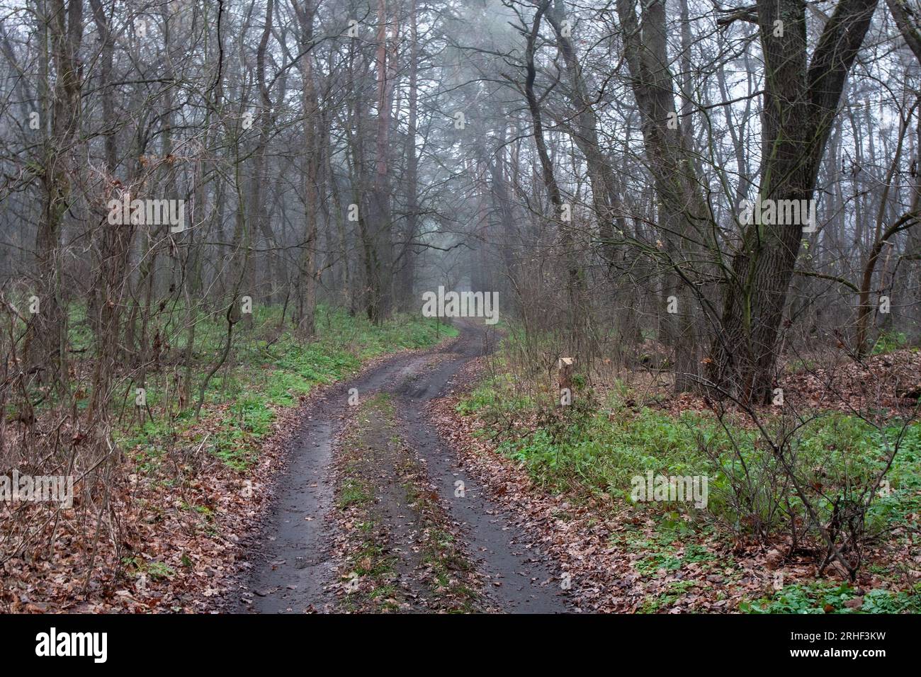 Beautiful landcape scene forest hi-res stock photography and images - Alamy