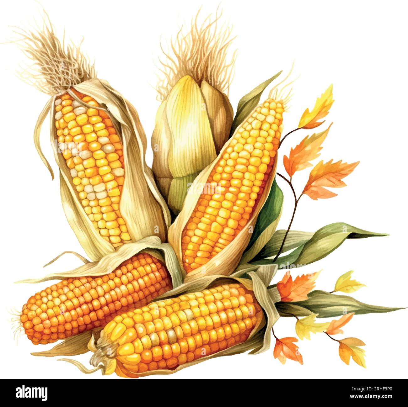 Watercolor corn autumn still life for decoration Rustic illustration on ...