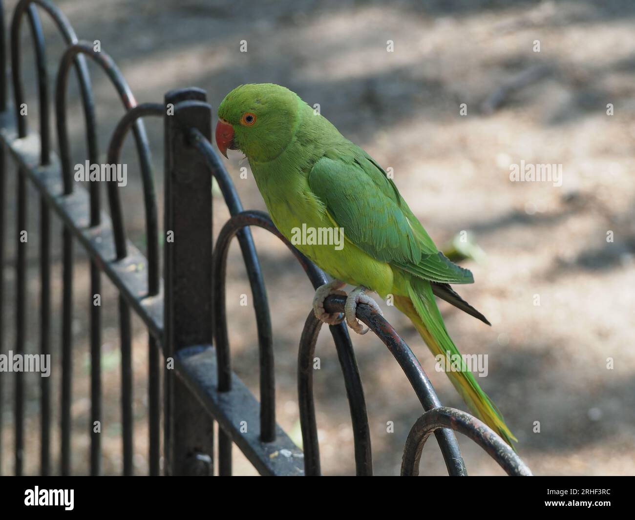 green ring necked parakeet parrot scientific name Psittacara ...