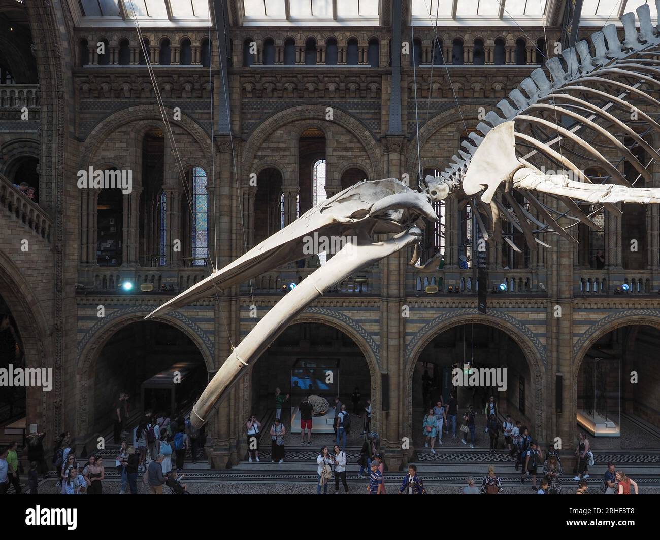 LONDON, UK - JUNE 09, 2023: Blue whale skeleton in the Hintze Hall at ...