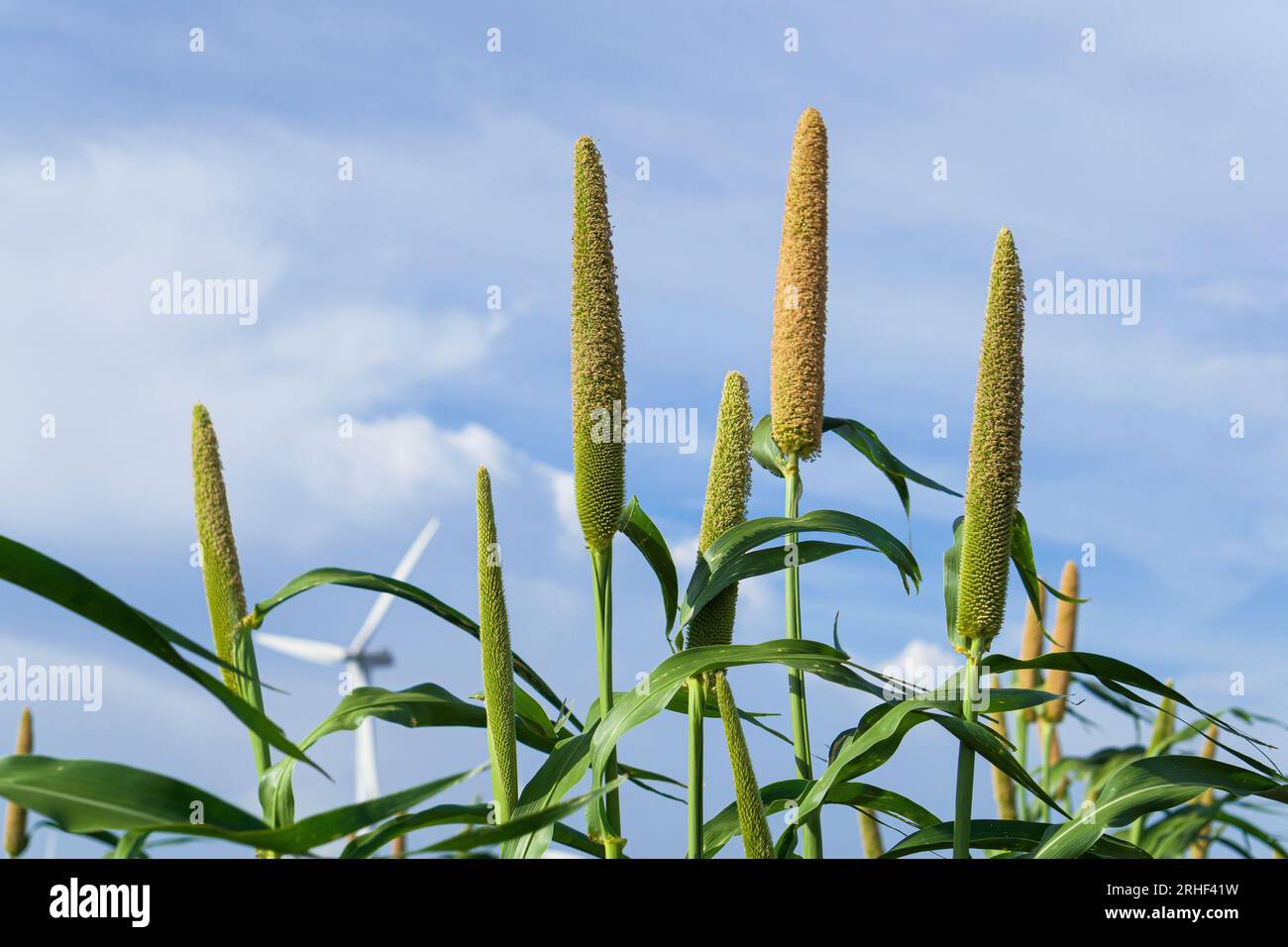 Young Millet Plant