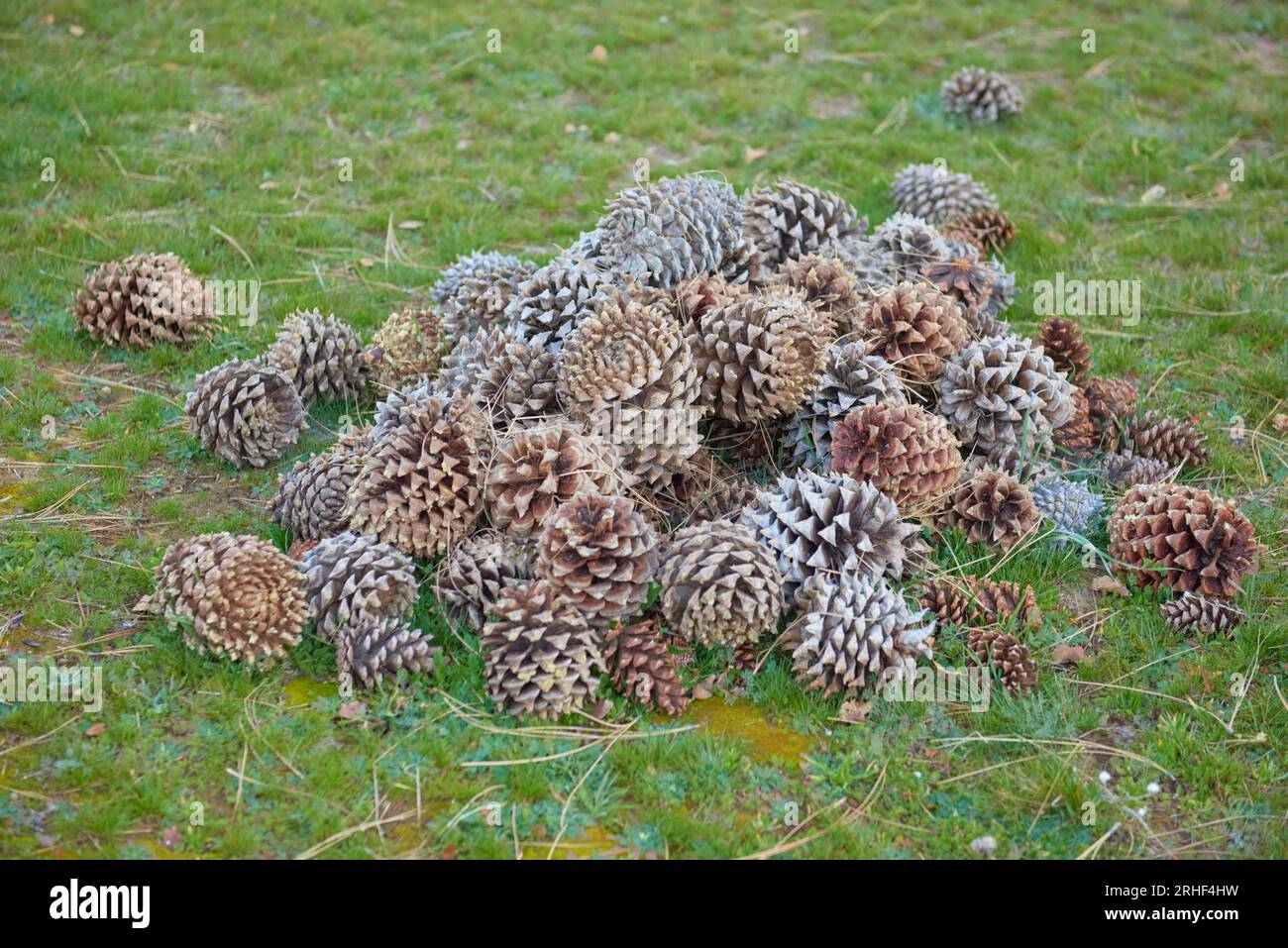 Pile of cones hi-res stock photography and images - Alamy