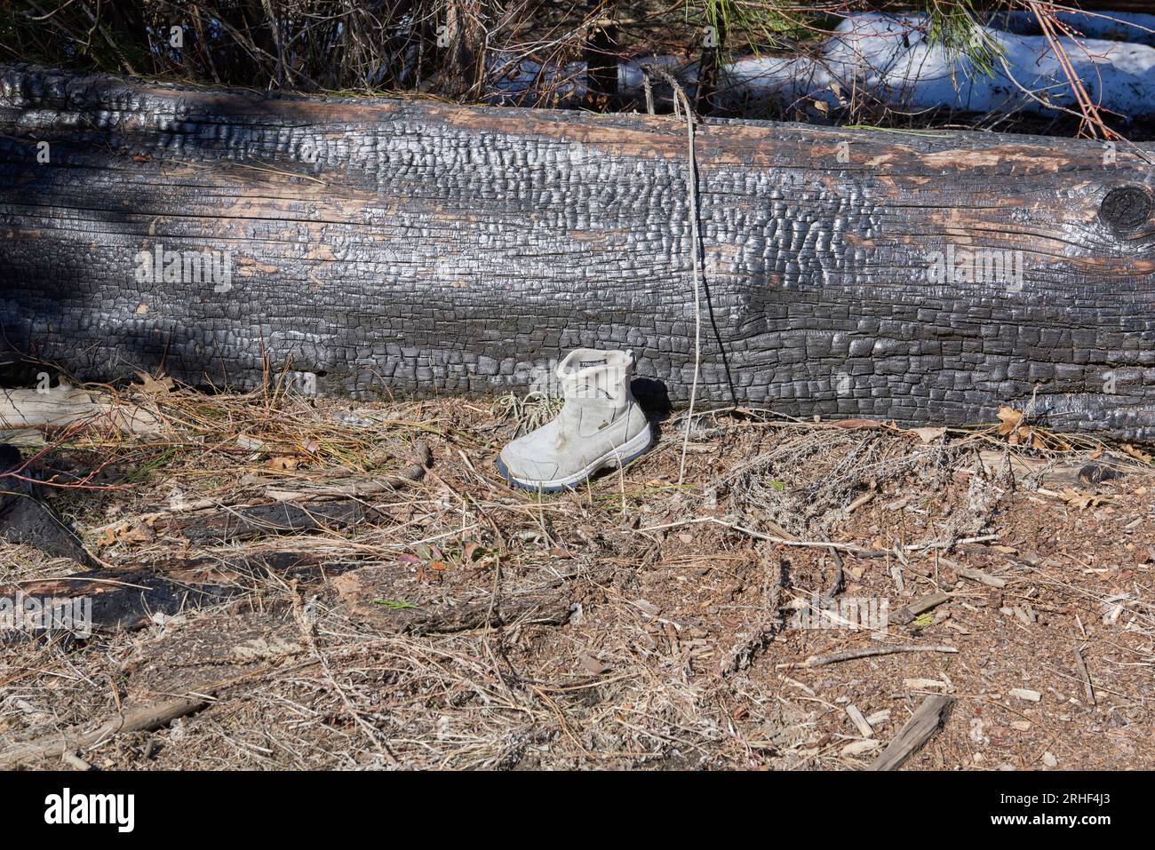 Log on forest floor hi-res stock photography and images - Alamy