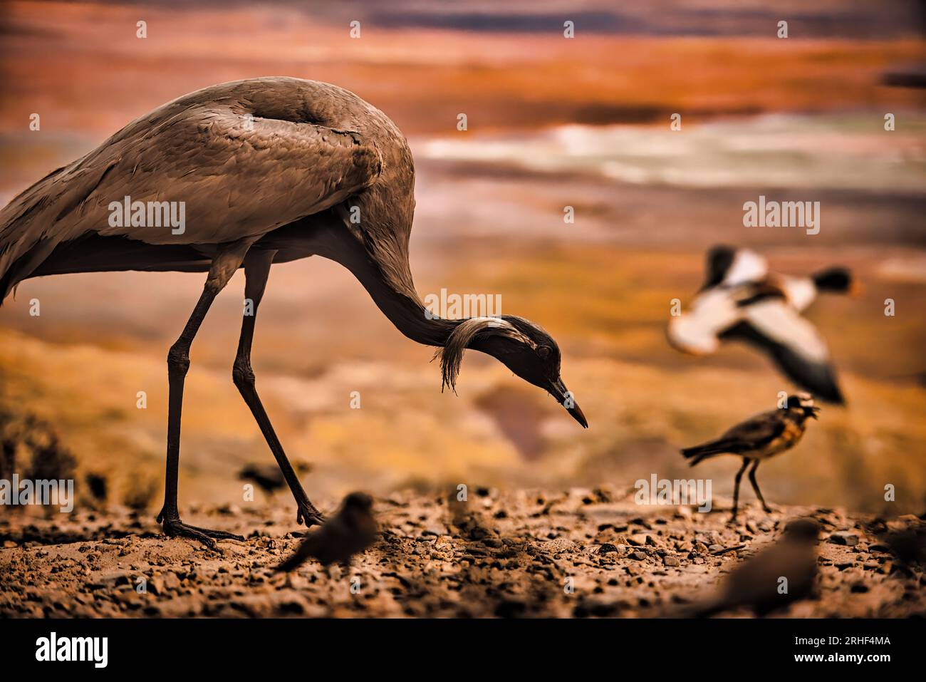 A bird seeking for food surrounded by other birds and wild animals ...