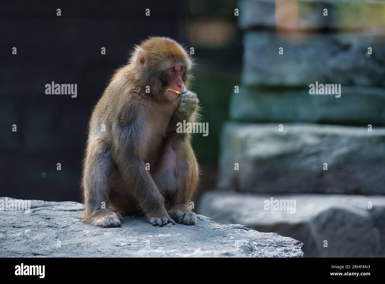 A monkey in captivity smelling a flower petal Stock Photo - Alamy