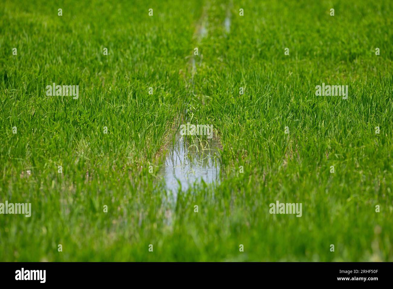 Cultivation of rice cereals in Camargue, Provence, France, Rice plants ...