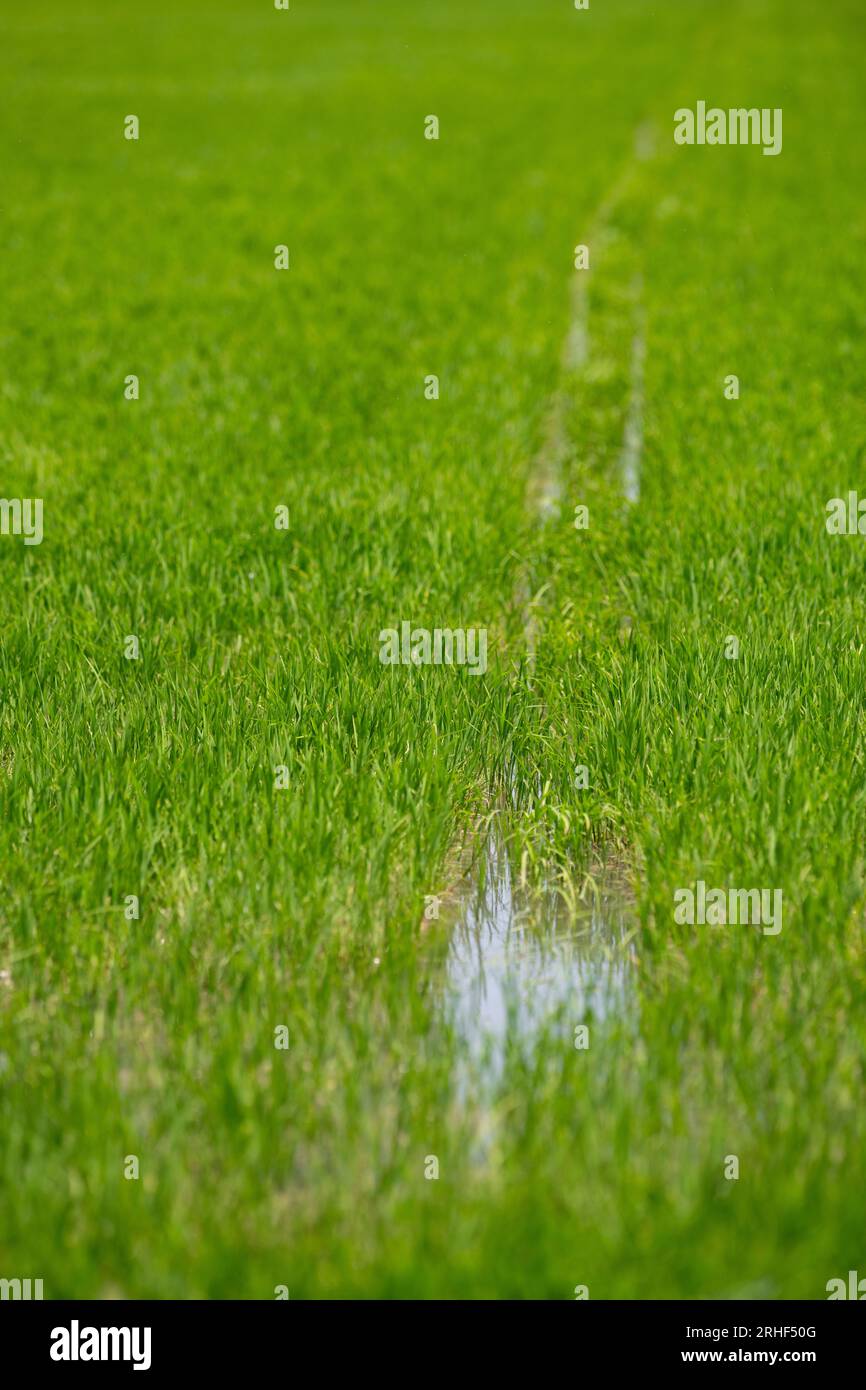 Cultivation of rice cereals in Camargue, Provence, France, Rice plants ...