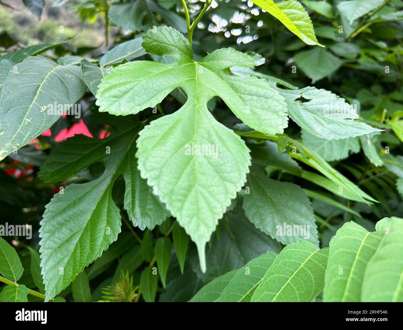 Breen background hi-res stock photography and images - Alamy