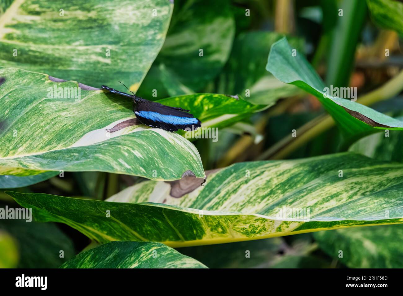 Blaue pflanze hi-res stock photography and images - Alamy