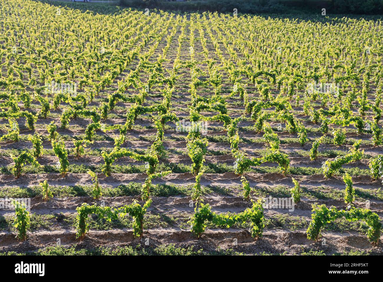 Jeunes pieds de vigne dans le vignoble de Bordeaux. Renouvellement de ...