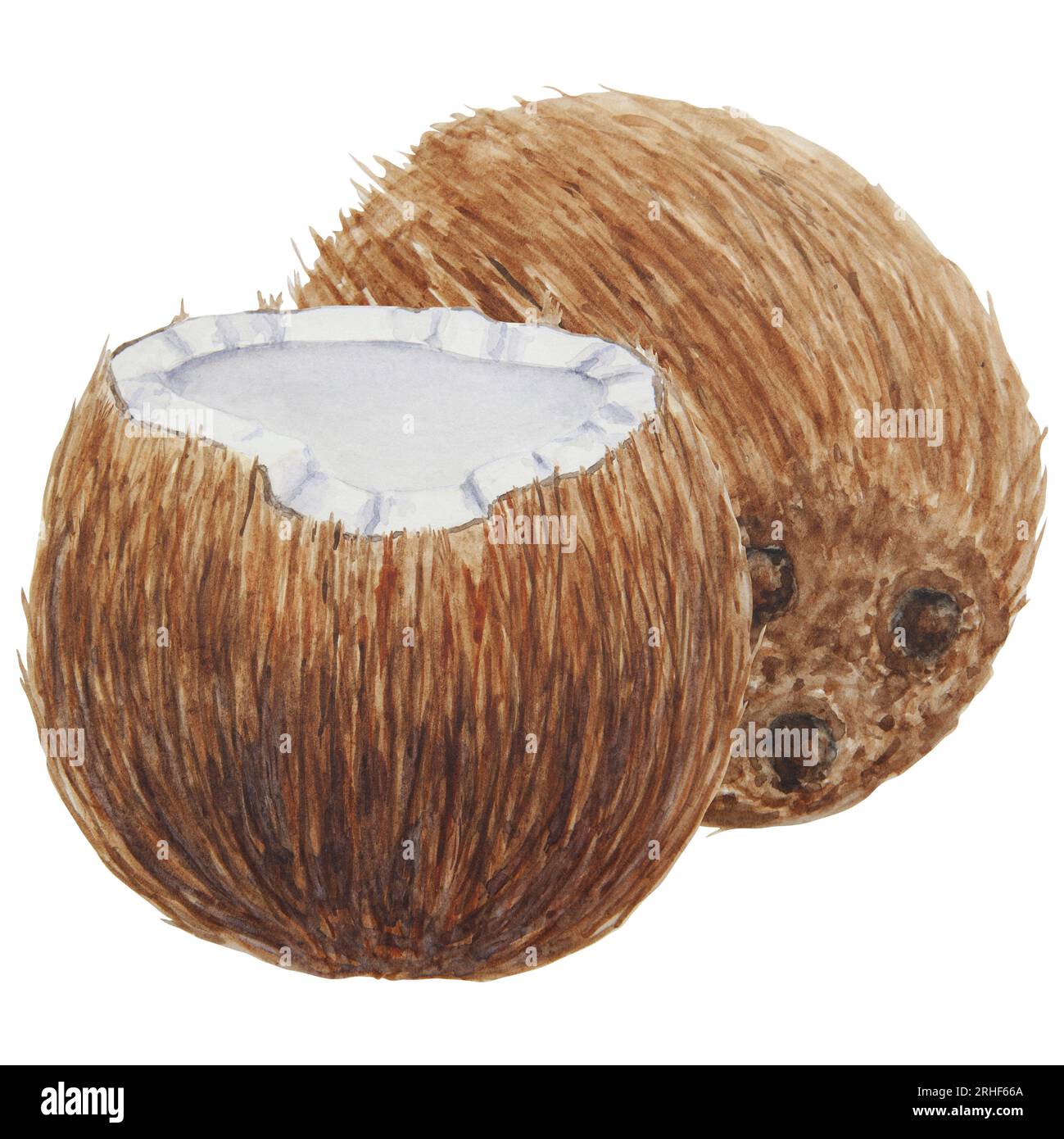 Coconut botanical illustration isolated on white background. Watercolor ...