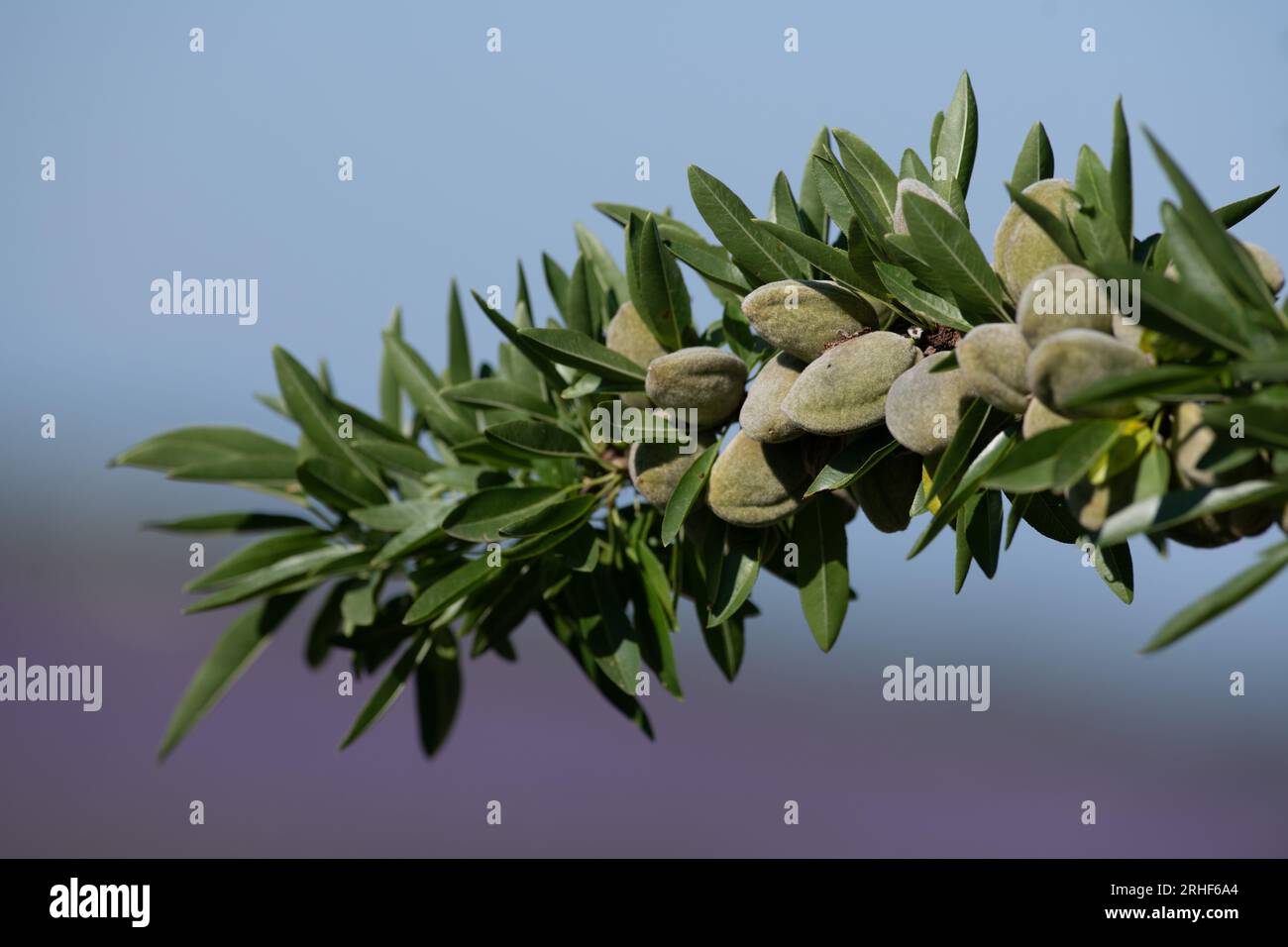 Green Almonds on the tree in Provence, France Stock Photo - Alamy